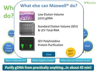 Maxwell 16 Interactive Compressed | PPT