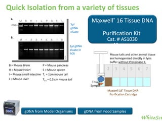 Maxwell 16 Interactive Compressed | PPT