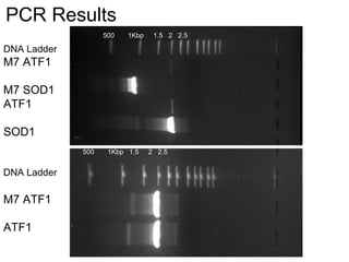 Maxwell Rotation Presentation | PPT