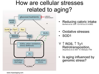 Maxwell Rotation Presentation | PPT