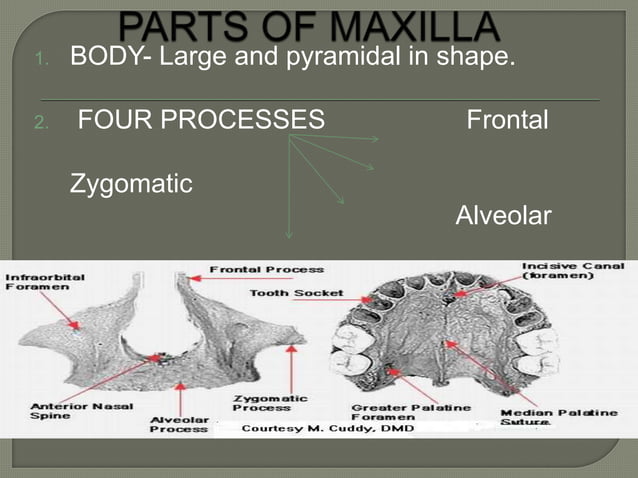 Maxxilla seminar ih | PPT