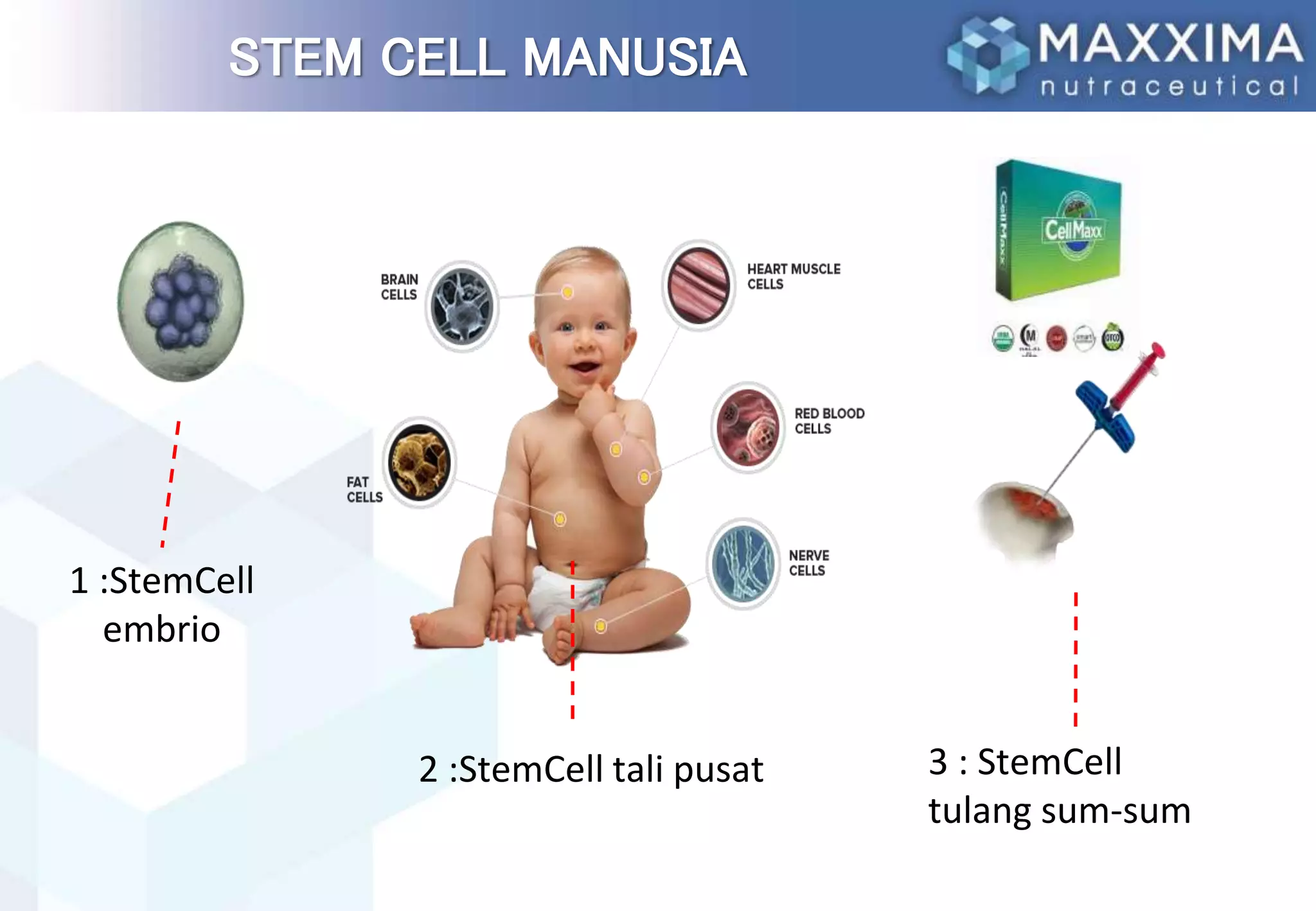 Presentasi Produk dan Bisnis Maxxima | PPTX