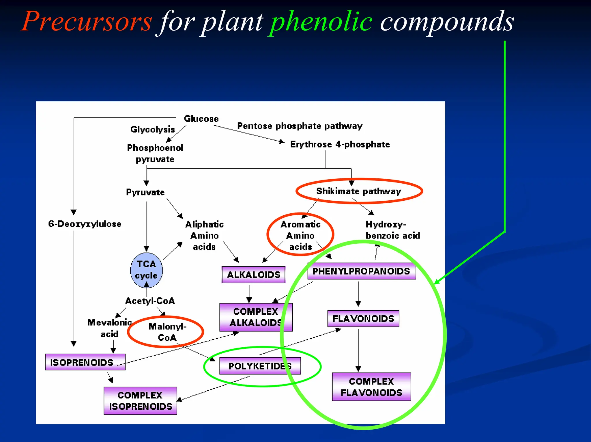 THE PLANT PHENOLIC COMPOUNDS 09 MAY 2007 | PPT