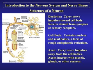Introduction to the nervous system and nerve tissue[1] | PPT