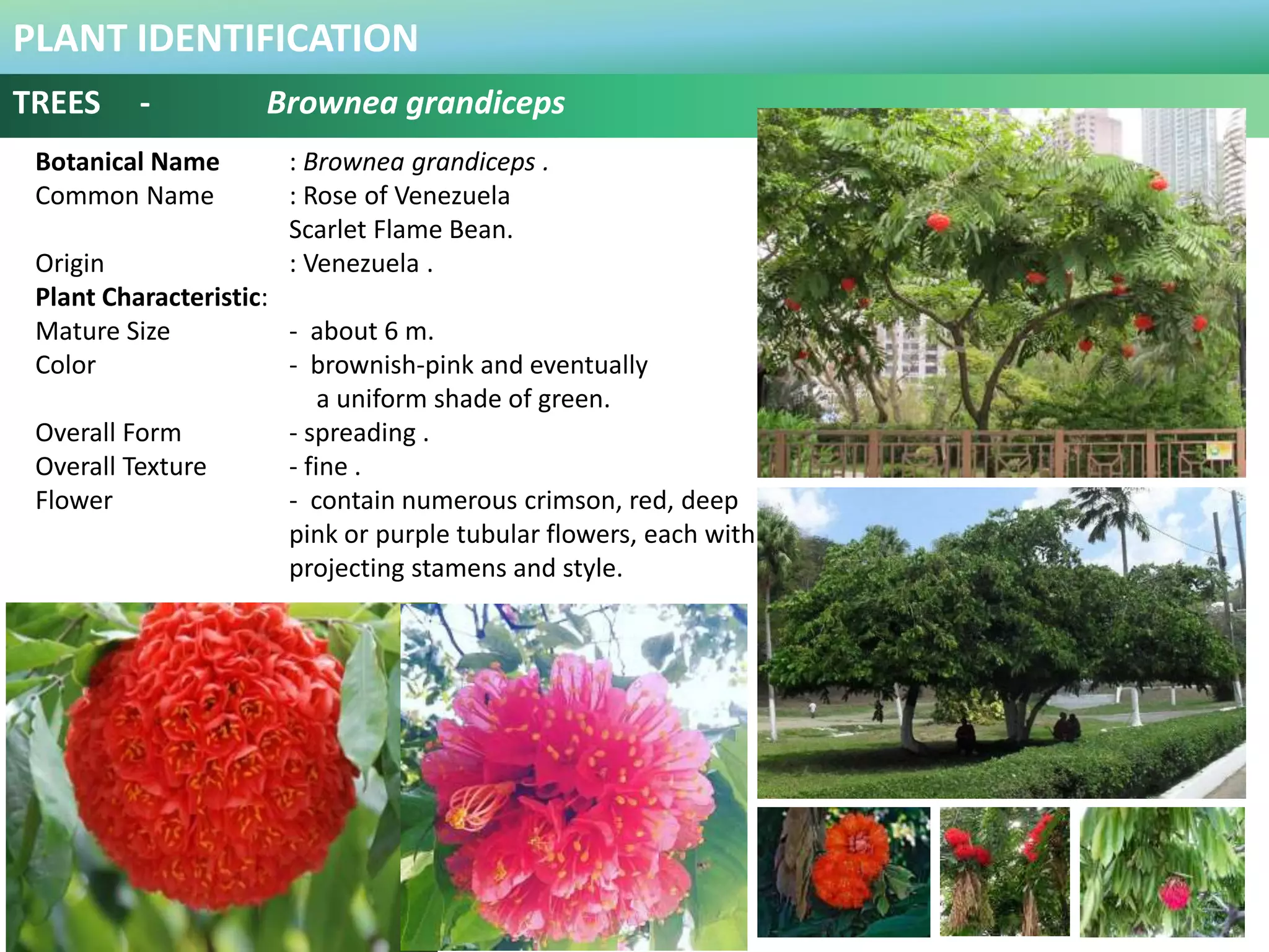 100 Plus Plants Identification in Malaysia | PPTX