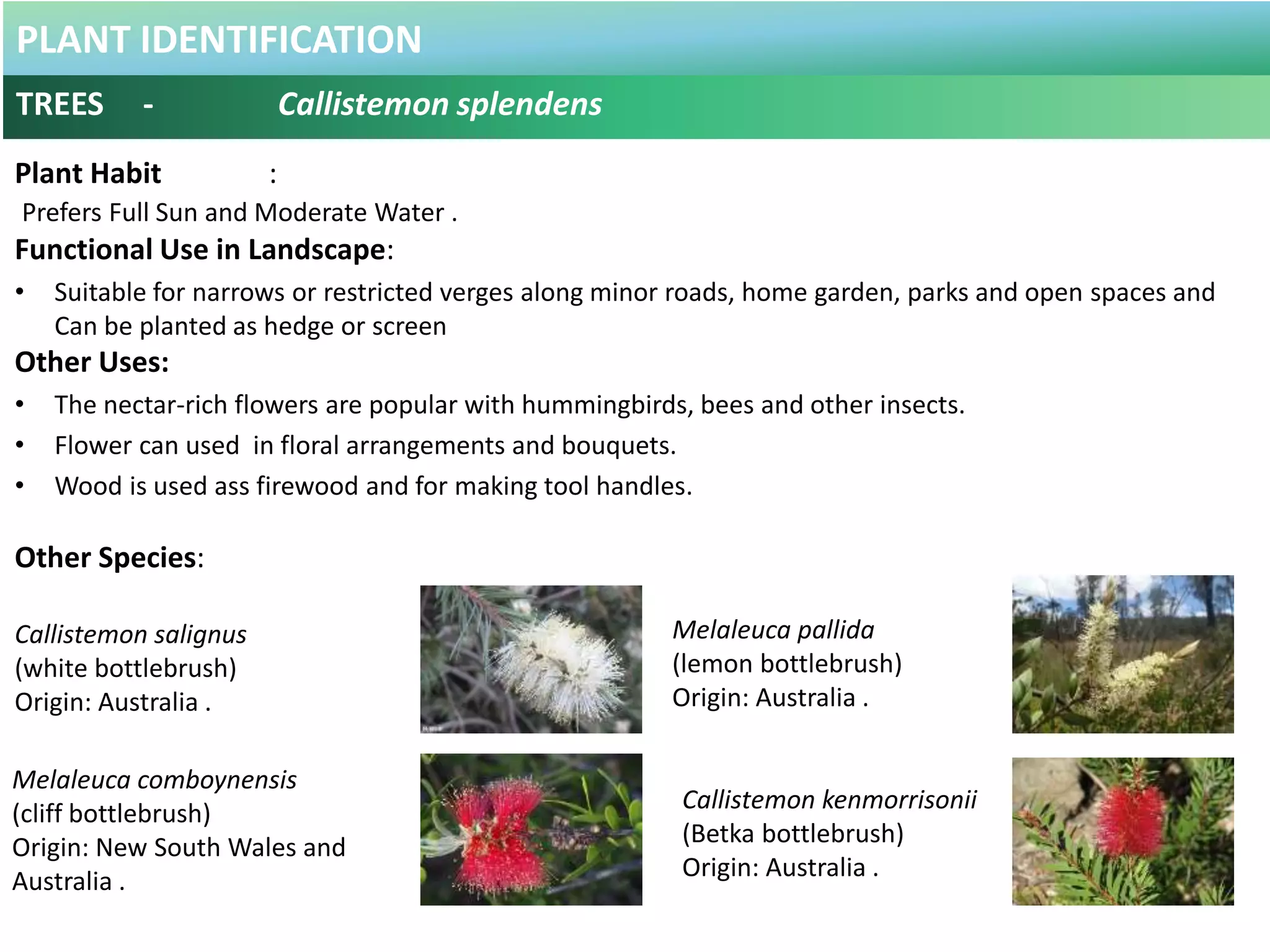 100 Plus Plants Identification in Malaysia | PPTX