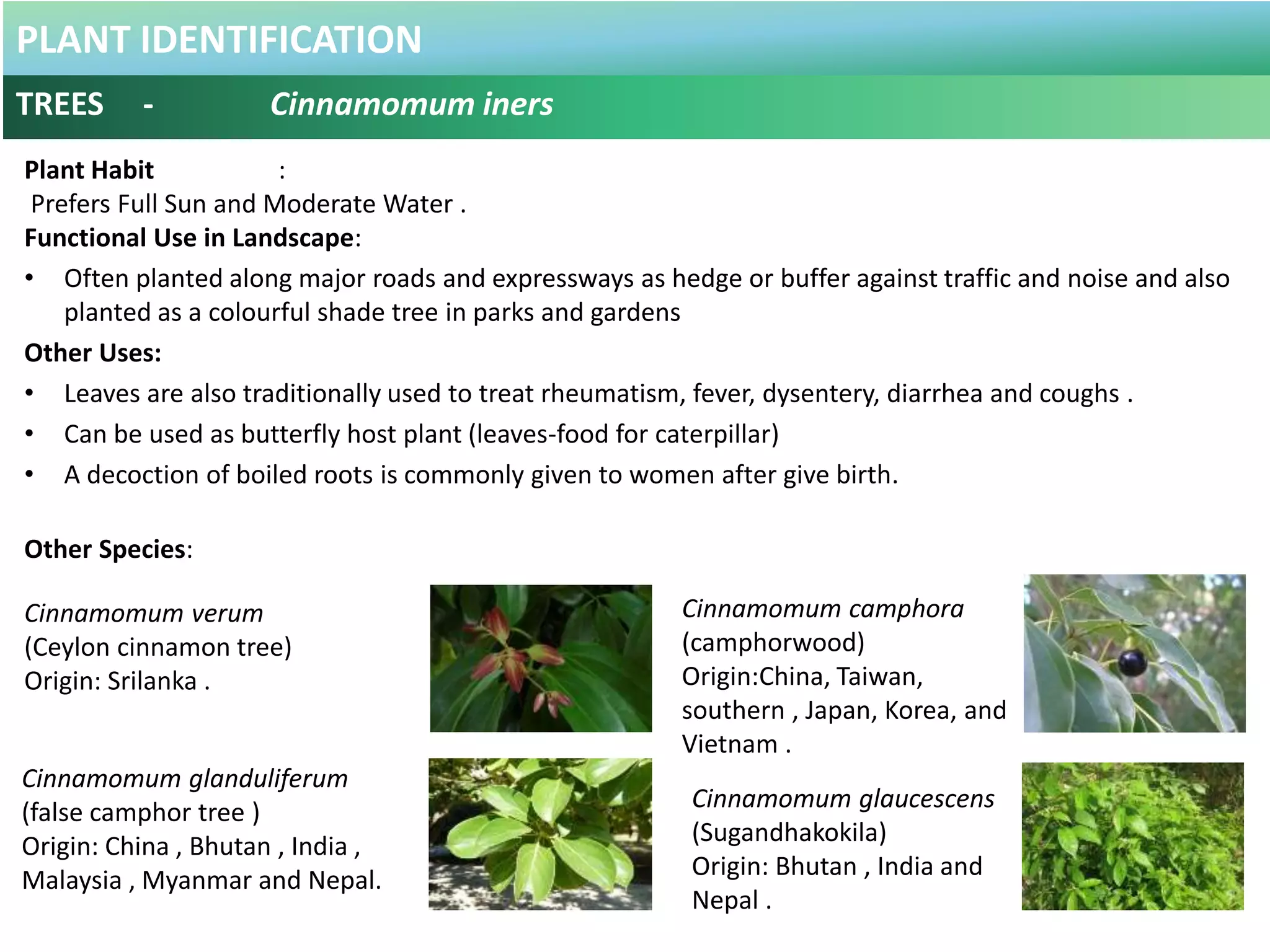 100 Plus Plants Identification in Malaysia | PPTX