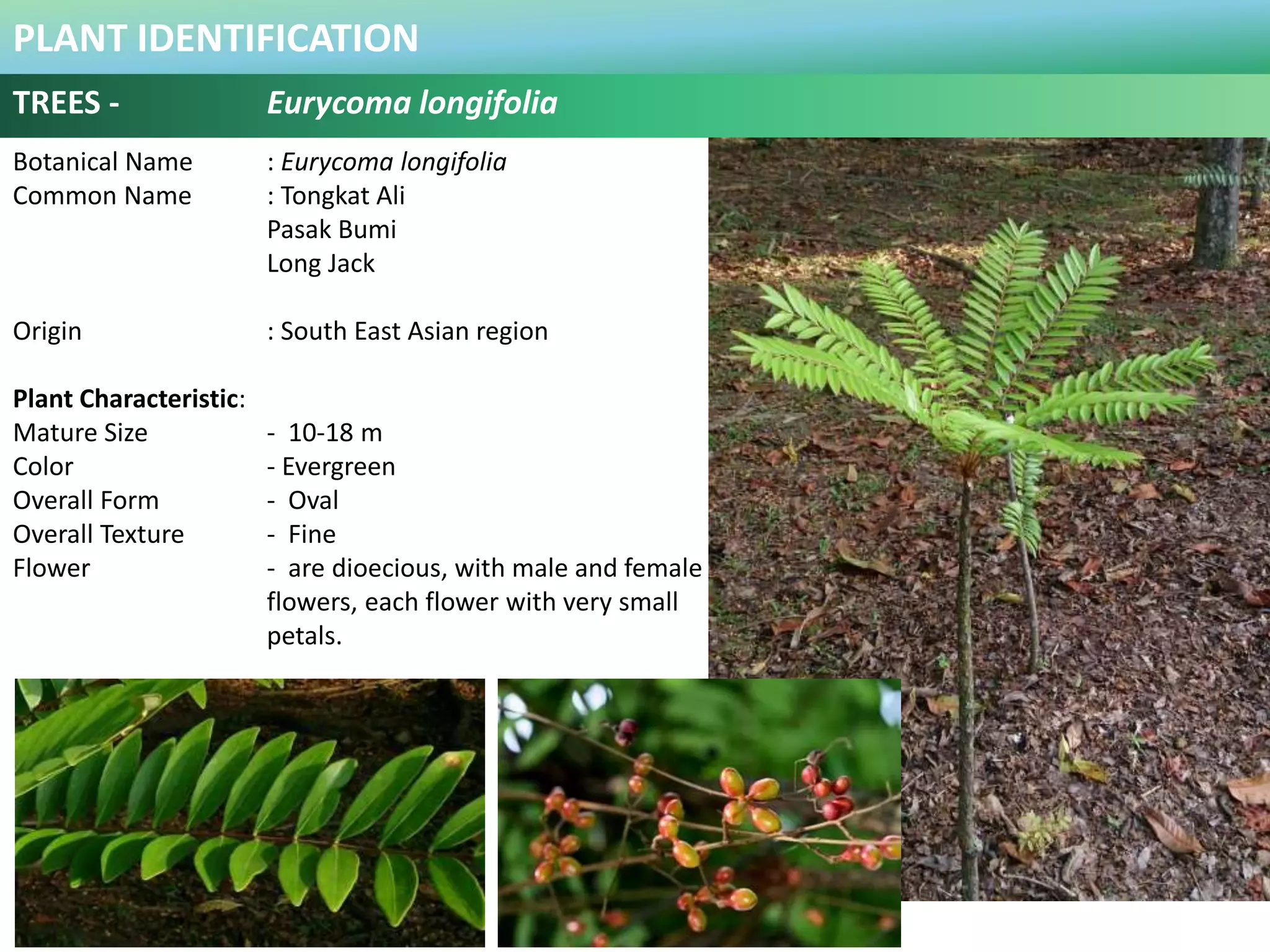 100 Plus Plants Identification in Malaysia | PPTX
