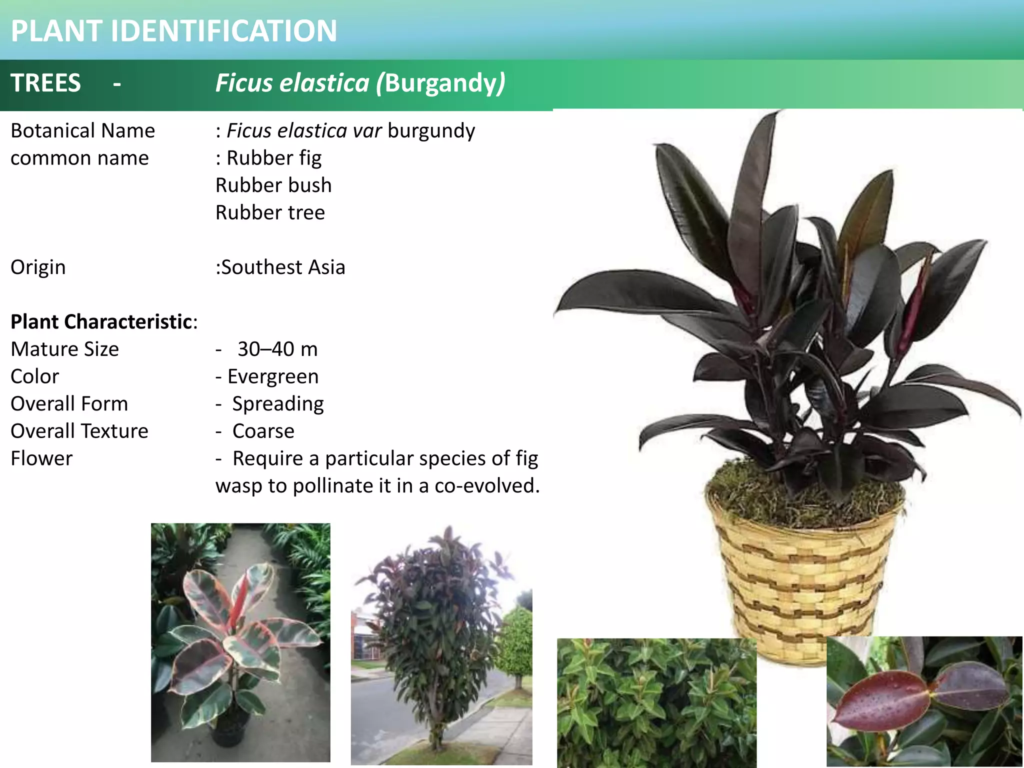 100 Plus Plants Identification in Malaysia | PPTX