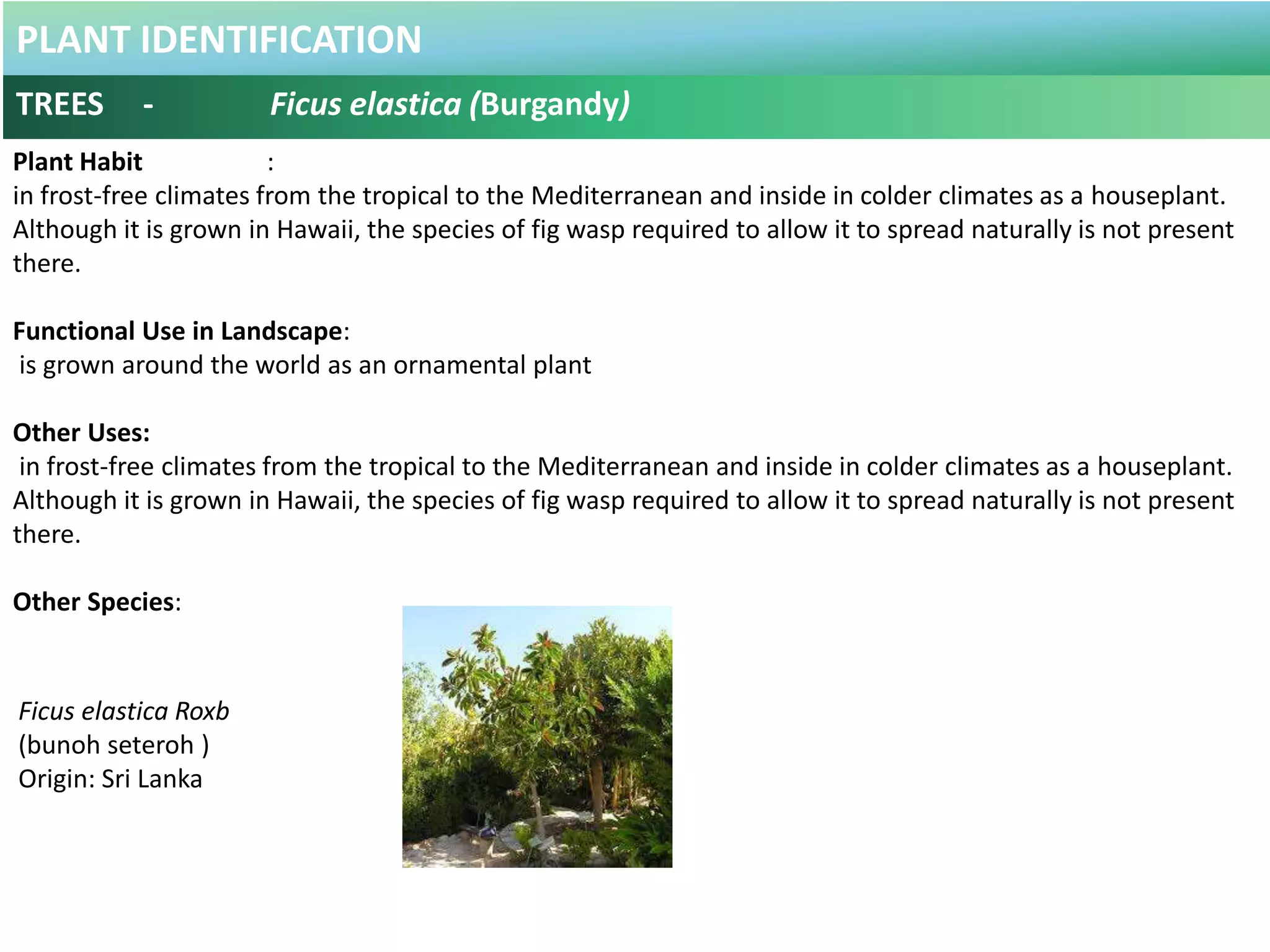 100 Plus Plants Identification in Malaysia | PPTX