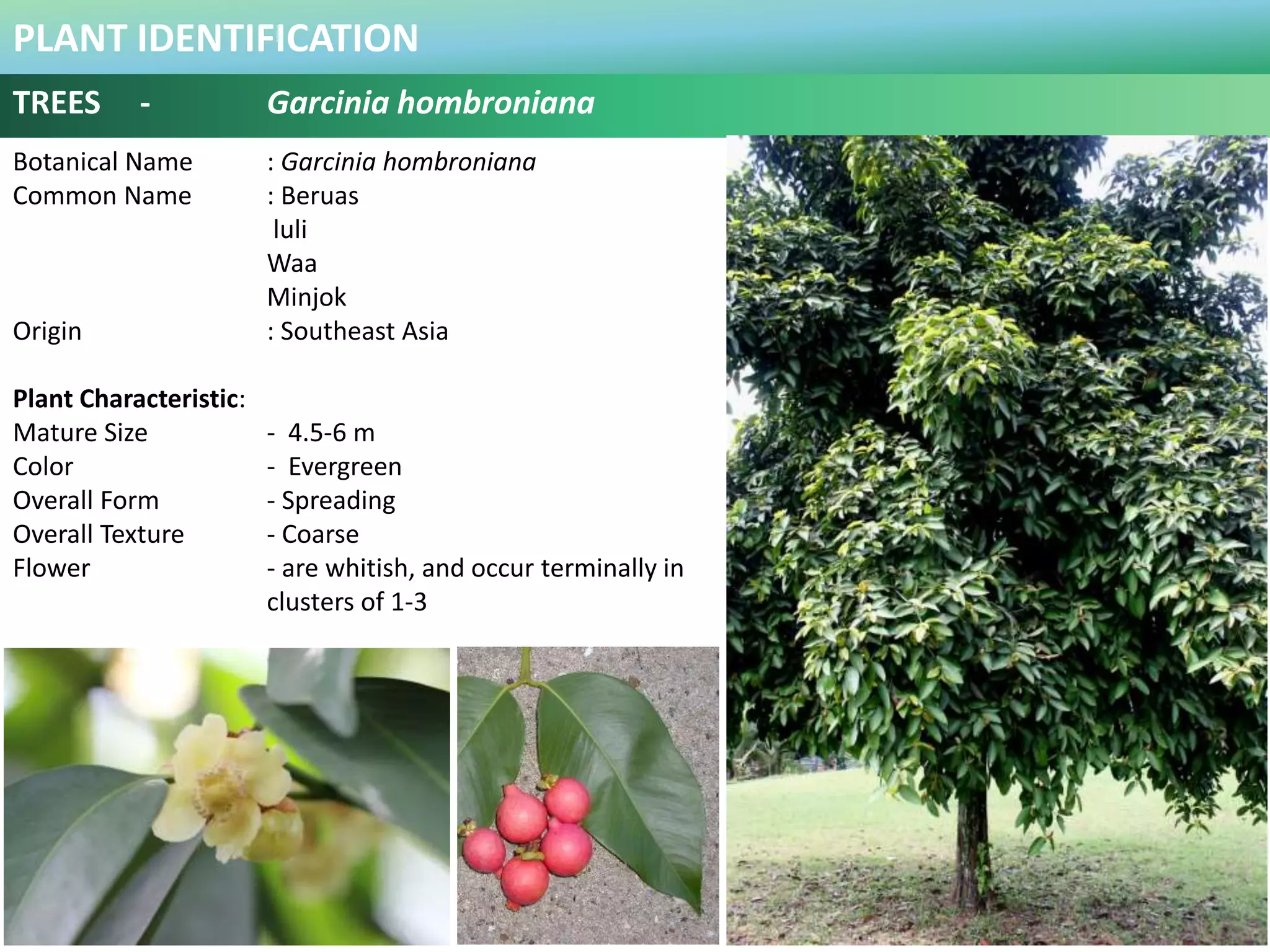 100 Plus Plants Identification in Malaysia | PPTX