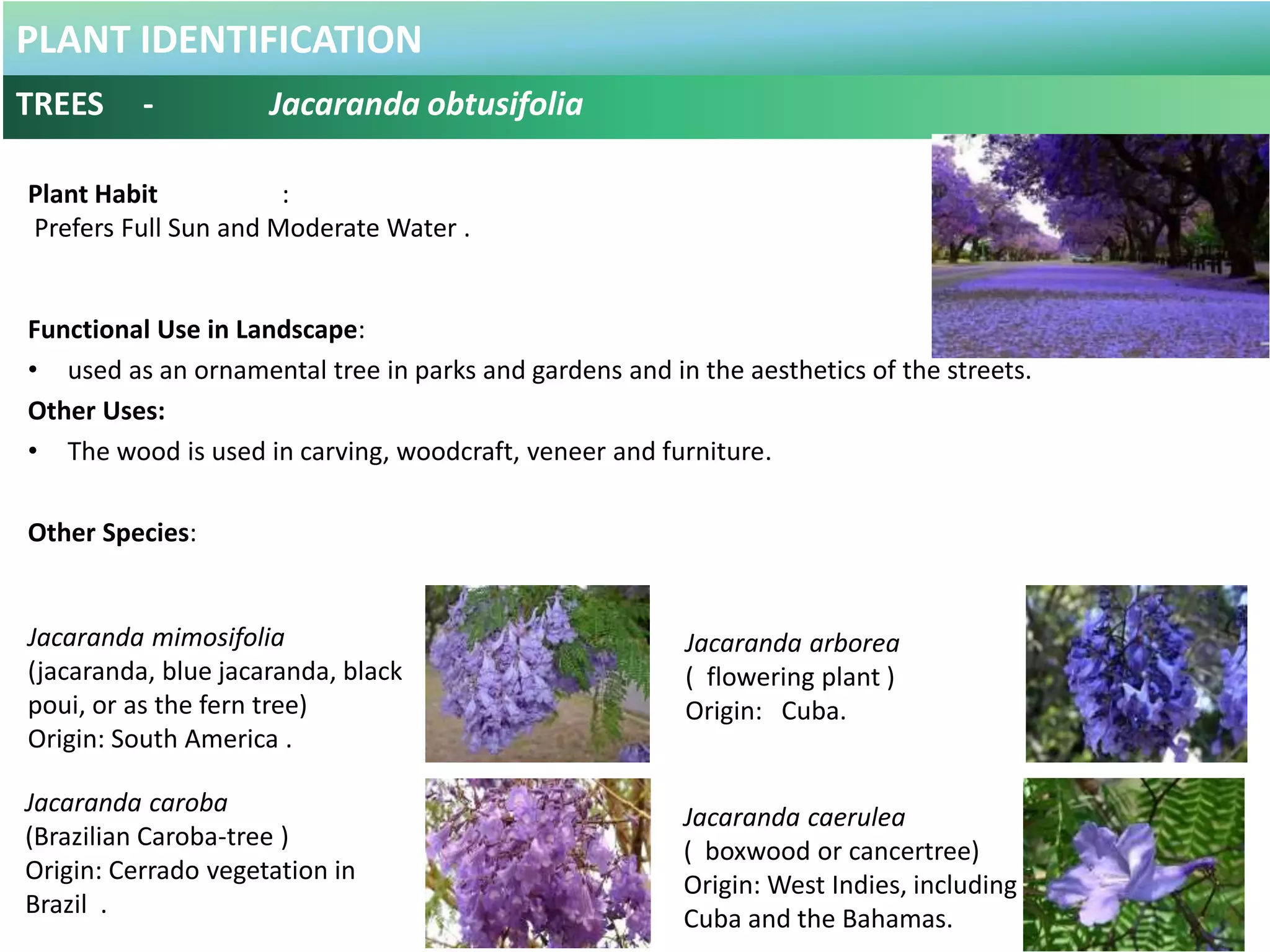 100 Plus Plants Identification in Malaysia | PPTX