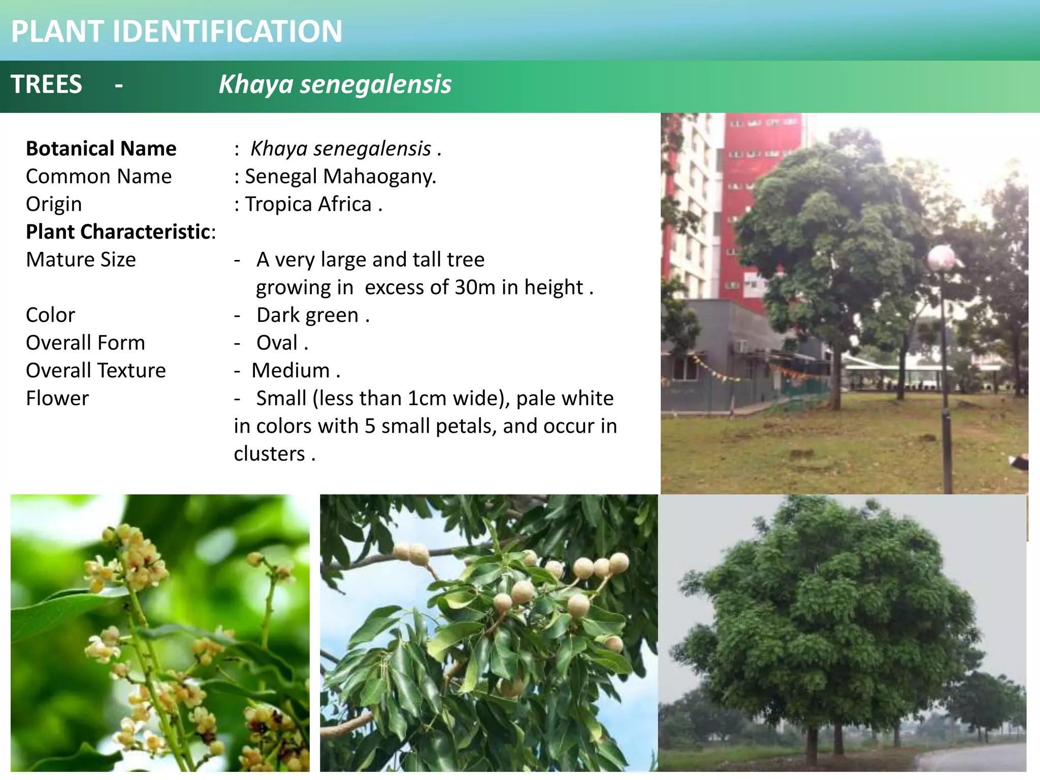 100 Plus Plants Identification in Malaysia | PPTX