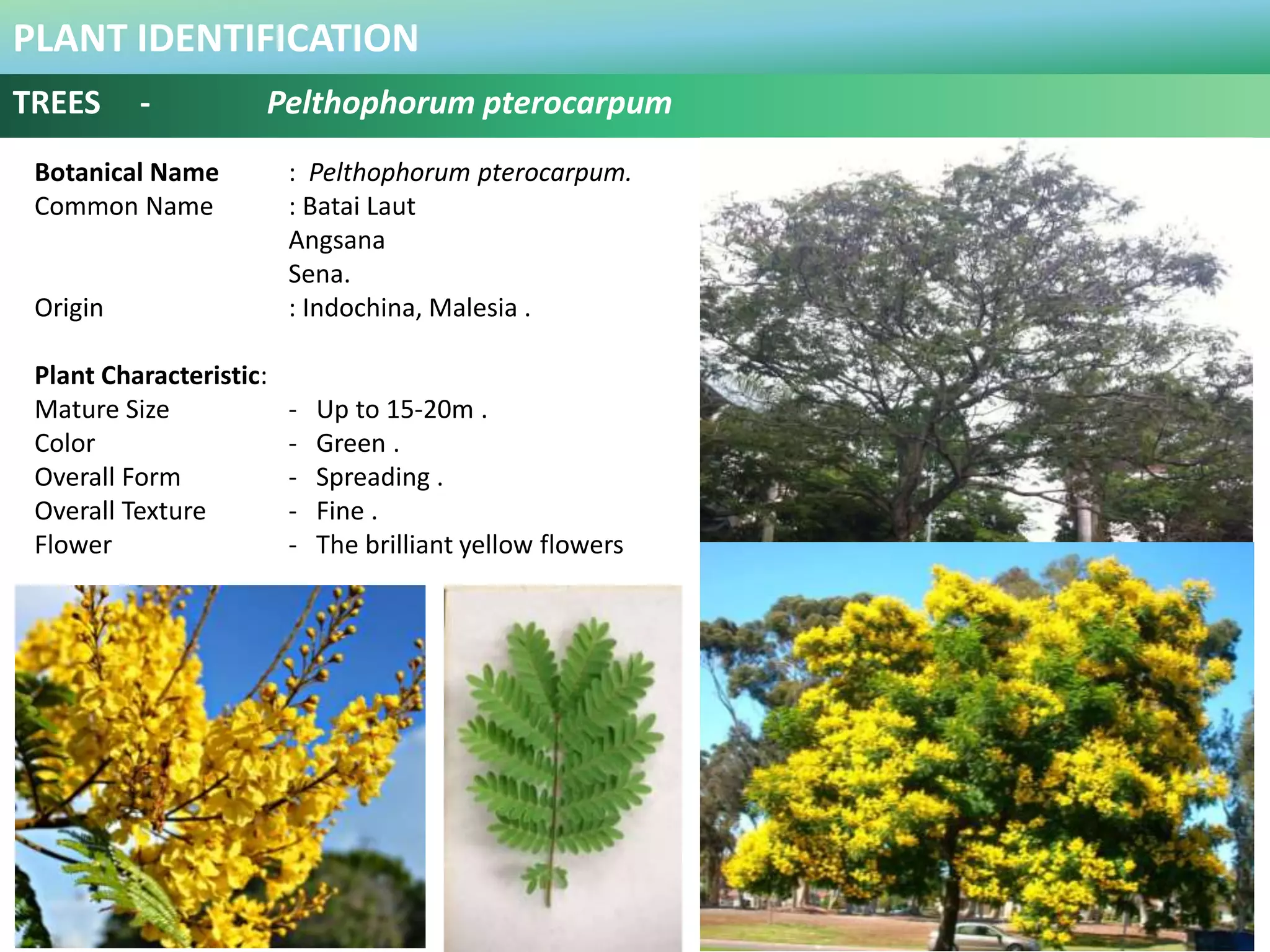 100 Plus Plants Identification in Malaysia | PPTX