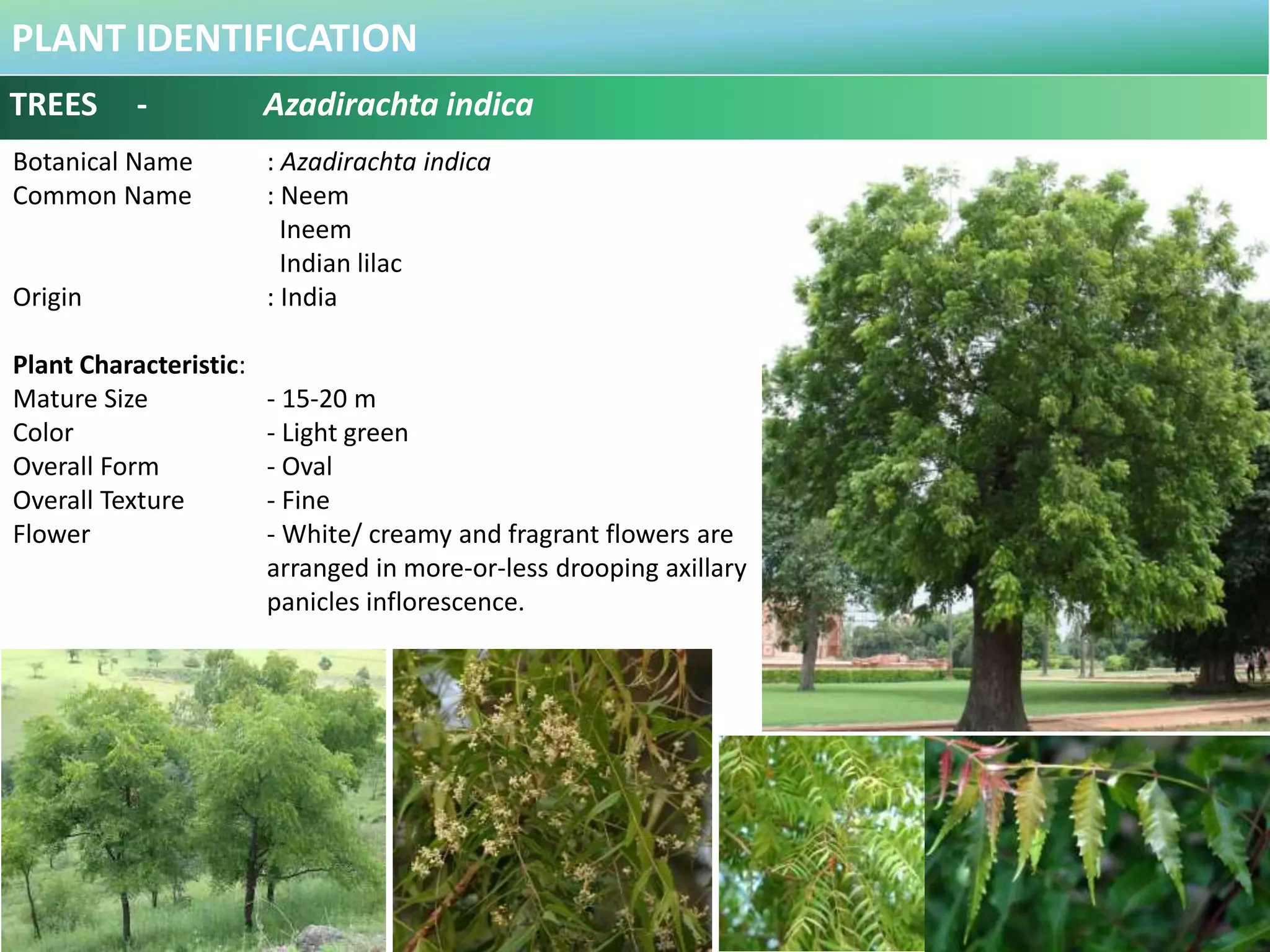 100 Plus Plants Identification in Malaysia | PPTX