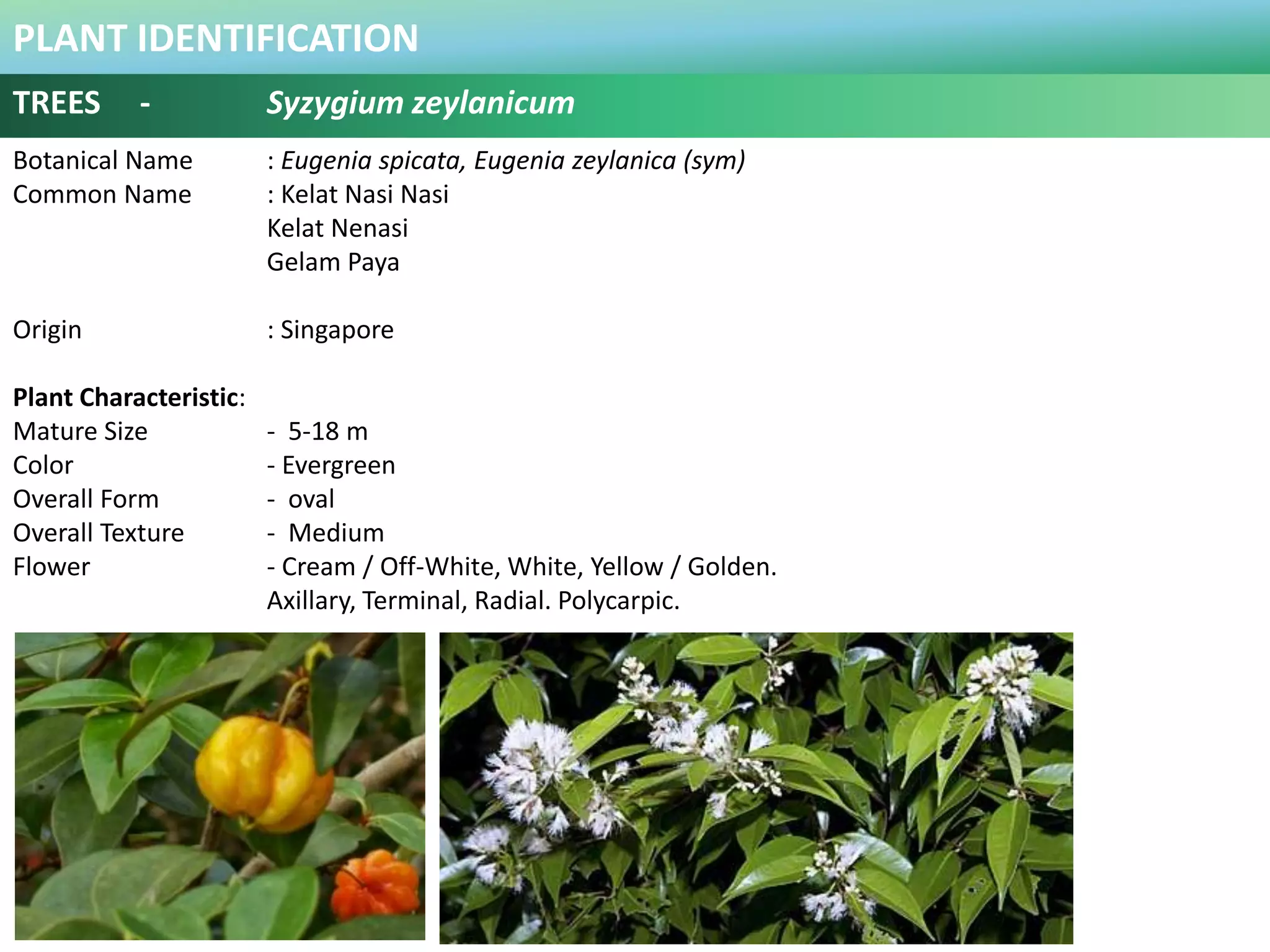 100 Plus Plants Identification in Malaysia | PPTX