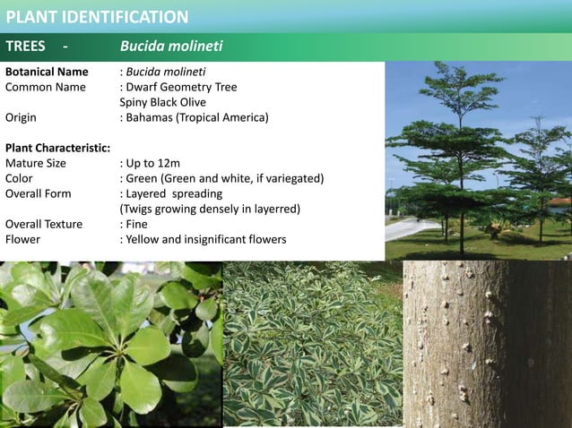 100 Plus Plants Identification in Malaysia | PPTX | Gardening | Home & Garden