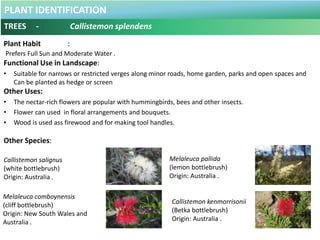 100 Plus Plants Identification in Malaysia | PPTX