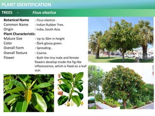 100 Plus Plants Identification in Malaysia | PPTX