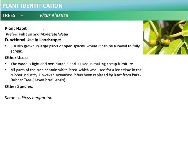 100 Plus Plants Identification in Malaysia | PPTX | Gardening | Home & Garden