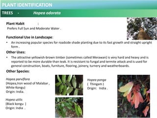 100 Plus Plants Identification in Malaysia | PPTX