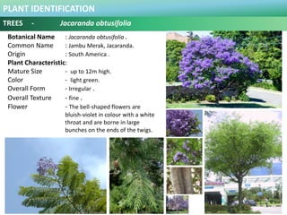 100 Plus Plants Identification in Malaysia | PPTX