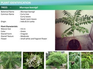 100 Plus Plants Identification in Malaysia | PPTX