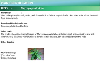100 Plus Plants Identification in Malaysia | PPTX