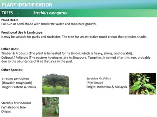 100 Plus Plants Identification in Malaysia | PPTX