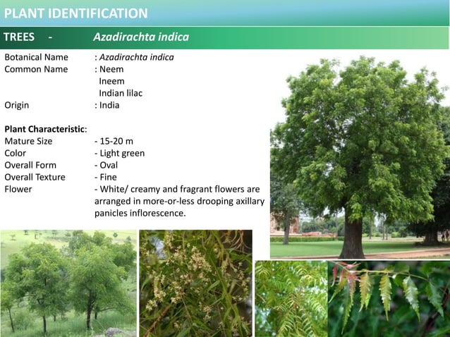 100 Plus Plants Identification in Malaysia | PPTX | Gardening | Home & Garden