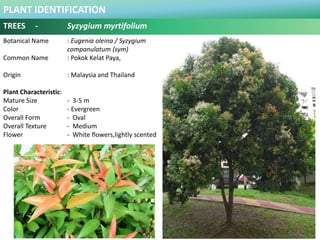 100 Plus Plants Identification in Malaysia | PPTX
