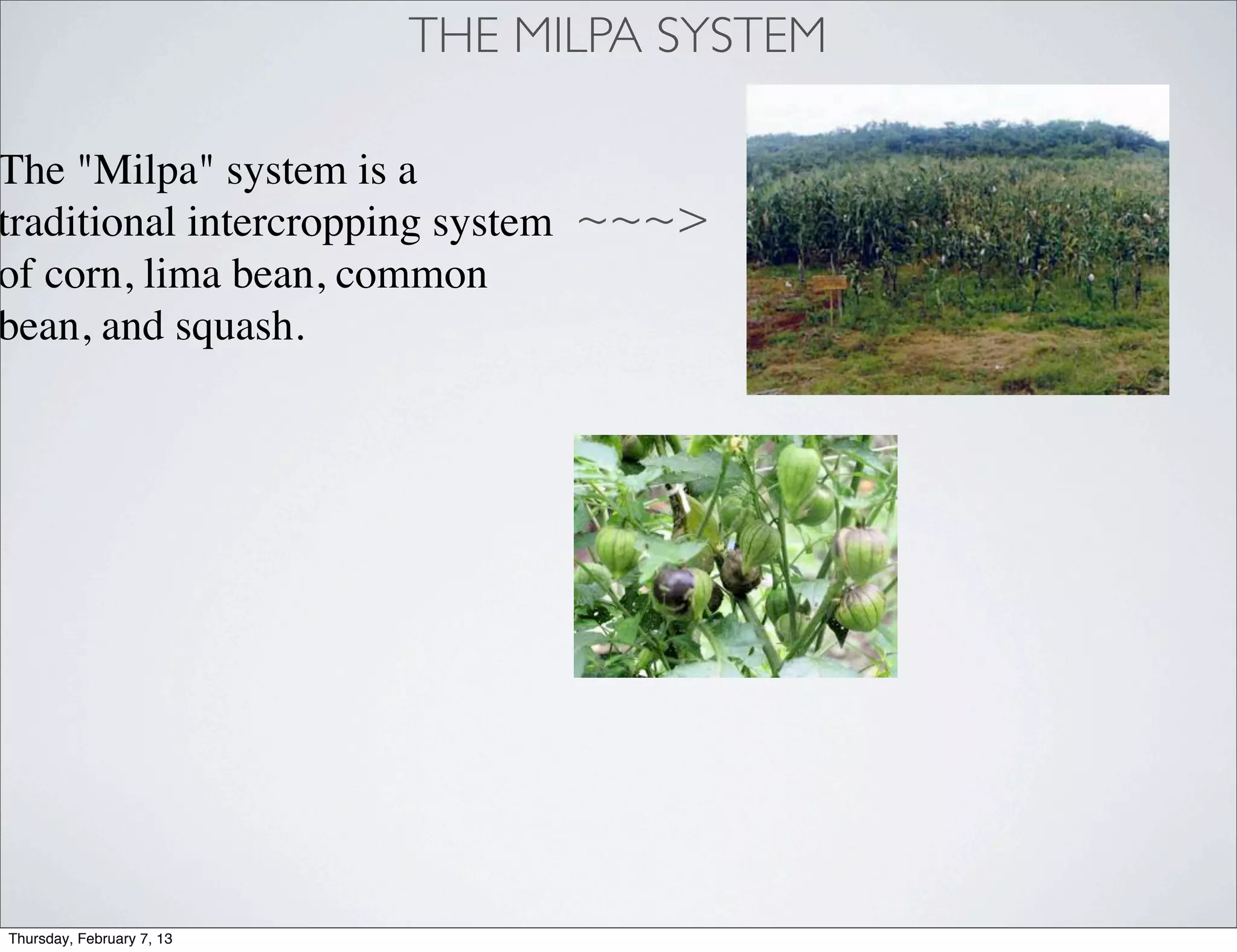 Mayan corn farming | PDF