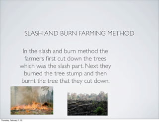 Mayan Slash And Burn Farming