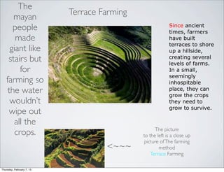 Mayan Terrace Farming