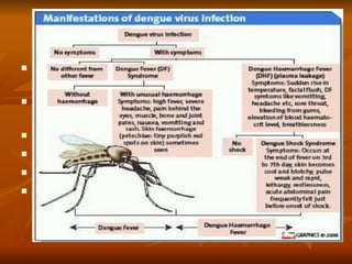 dengue | PPT