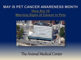 May is Pet Cancer Awareness Month - AMCNY | PPT