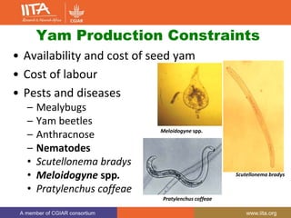 Management of meloidogyne incognita in yam-based cropping systems with ...
