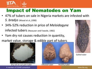 Management of meloidogyne incognita in yam-based cropping systems with ...