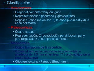 Mayo cerebro-y-areas-de-brodman | PPT