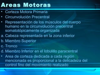 Mayo cerebro-y-areas-de-brodman | PPT