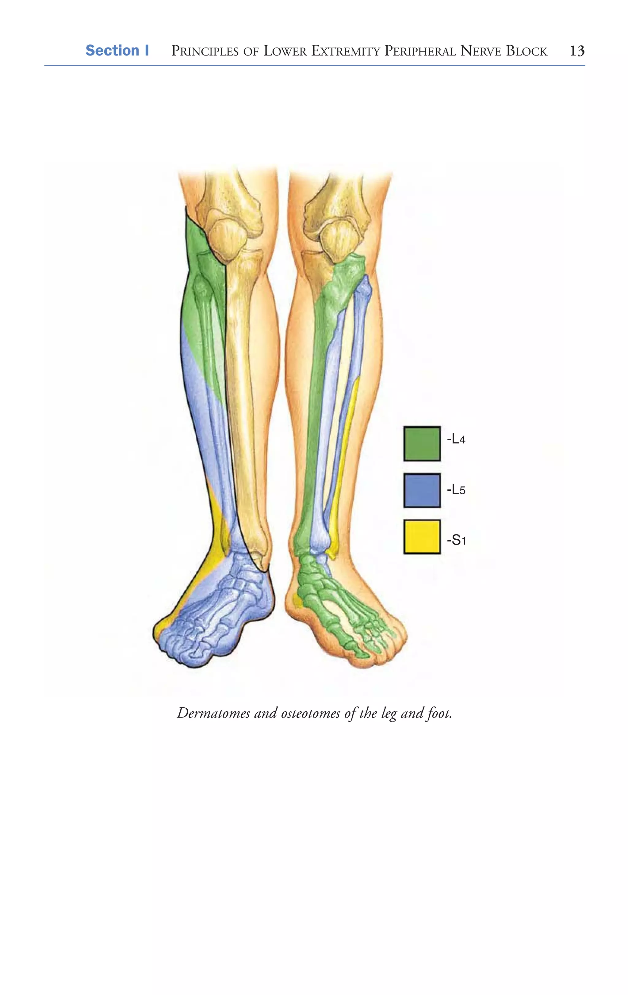 Mayo clinic analgesic pathway peripheral nerve blockade | PDF
