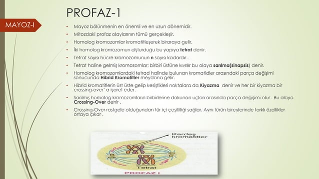 Mayoz bölünme slayt 2 | PDF