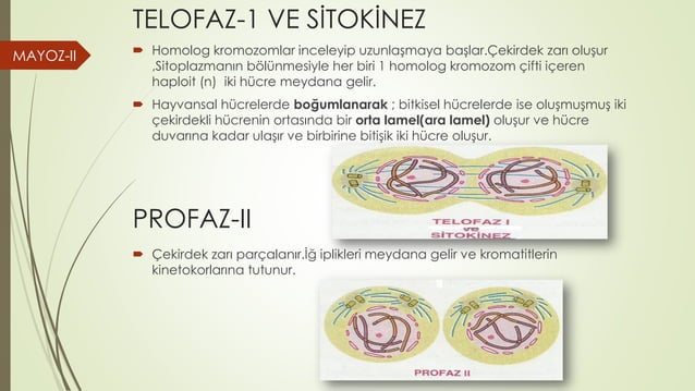 Mayoz bölünme slayt 2 | PDF