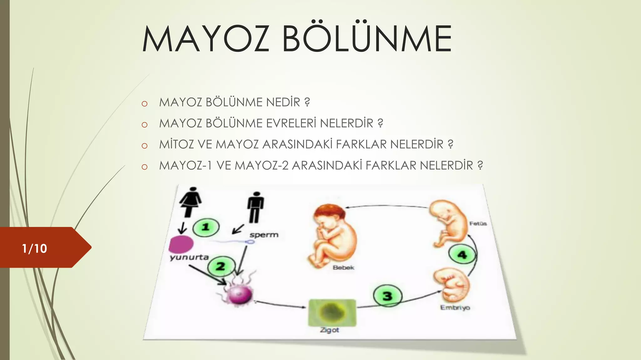 Mayoz Bölünme Slaytı Fontsuz | PPTX