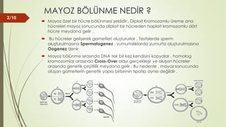 Mayoz Bölünme Slaytı Fontsuz | PPTX