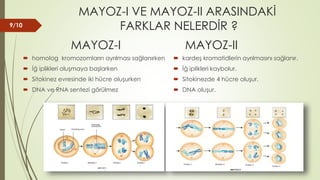 Mayoz Bölünme Slaytı Fontsuz | PPTX