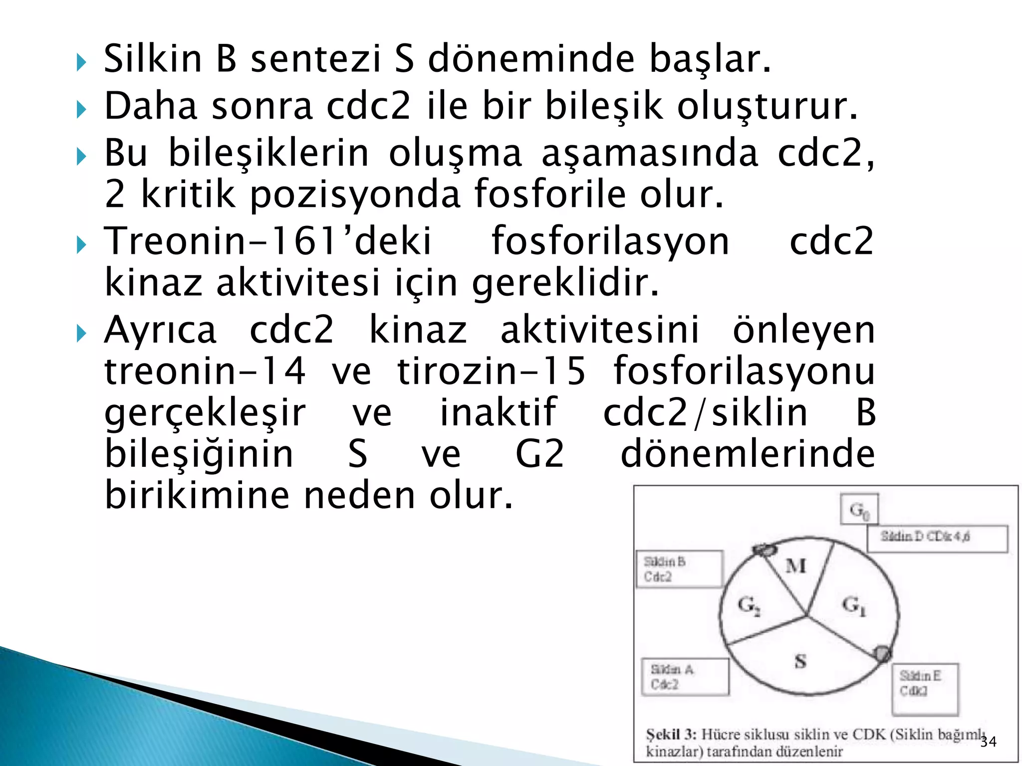 Mayoz ve mitozun moleküler temelleri | PPTX