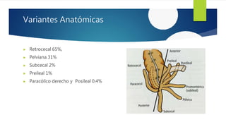 embriologia de la apendice.pptx