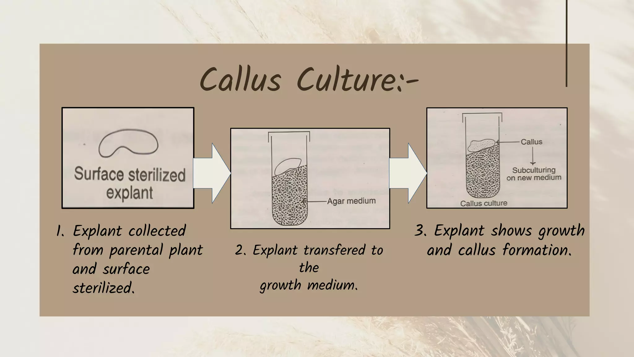 Callus culture and it's application | PDF
