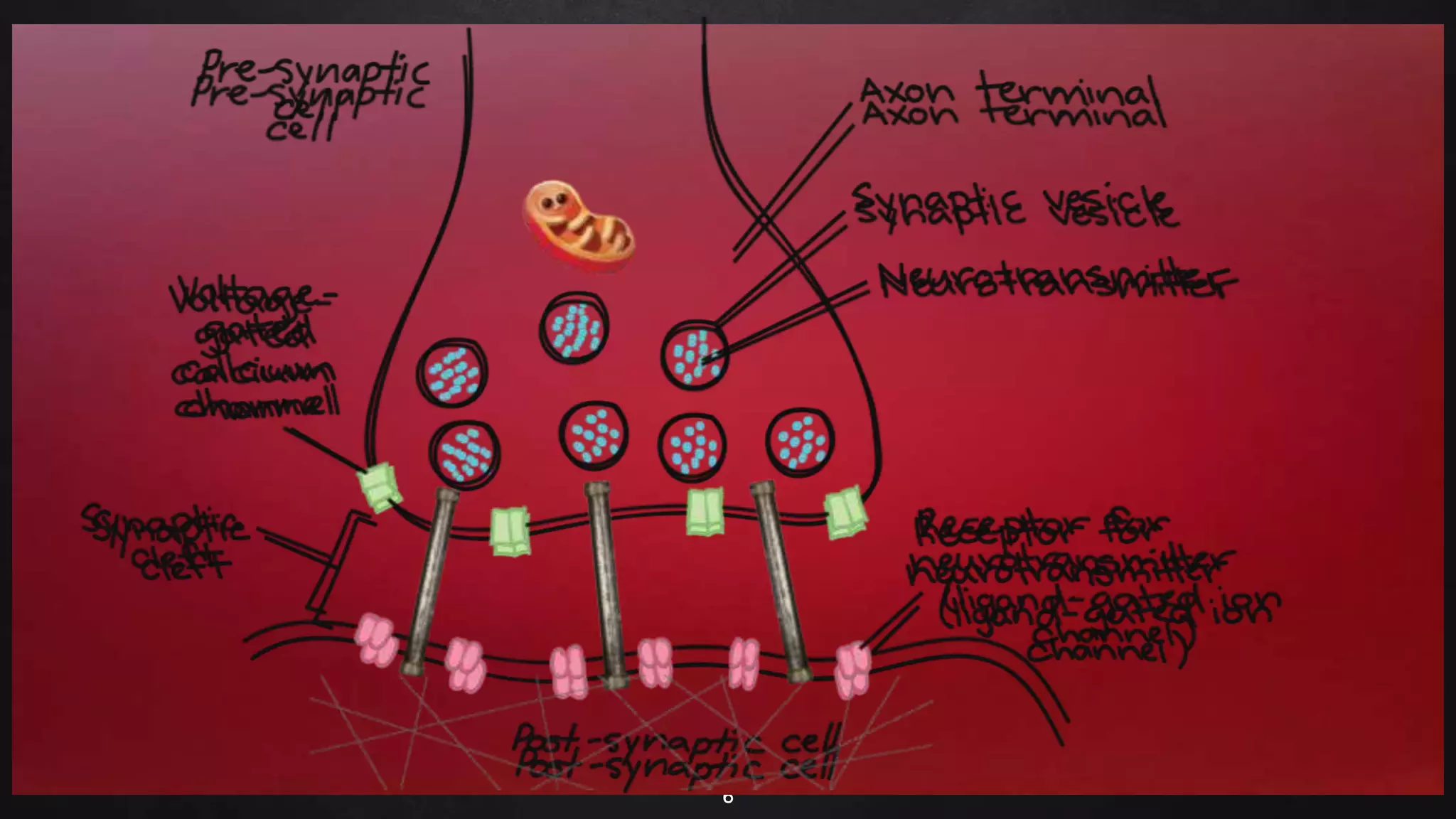 Synapses (Chemical synapses) By Mayur Anant Dakhore | PPTX